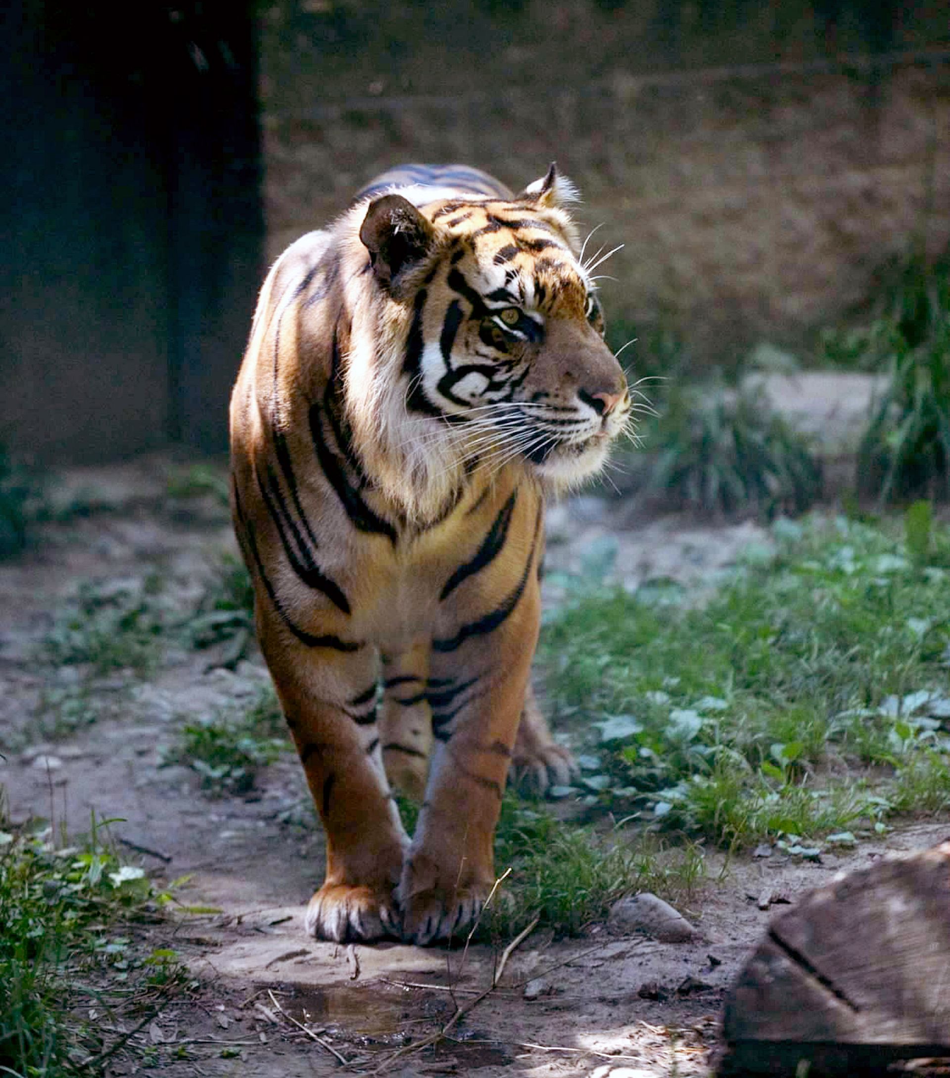 Zookeeper hospitalized after tiger attack at Topeka Zoo | Euronews