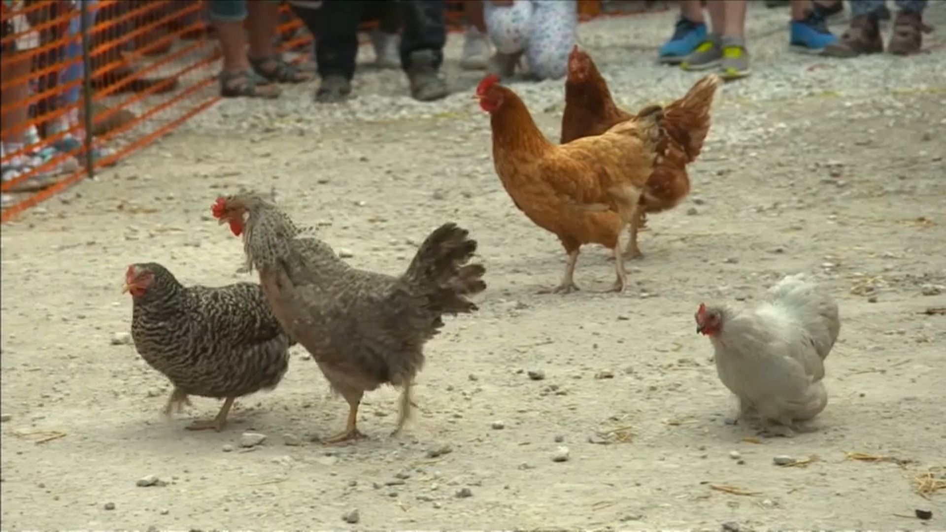 Chicken Run: Feathers fly at World Hen Racing Championships | Euronews