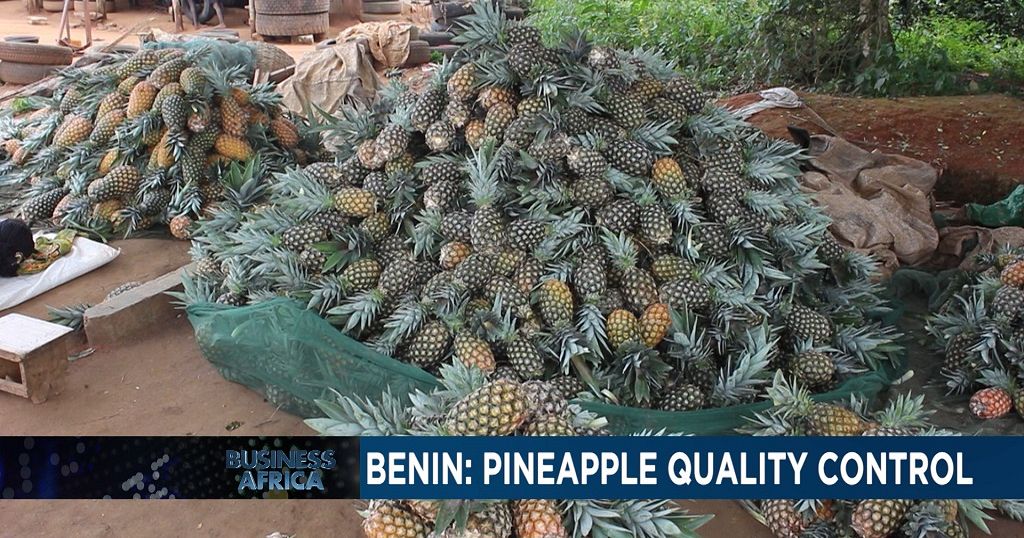 Pineapple production in Benin bounces back after suspension [Business ...