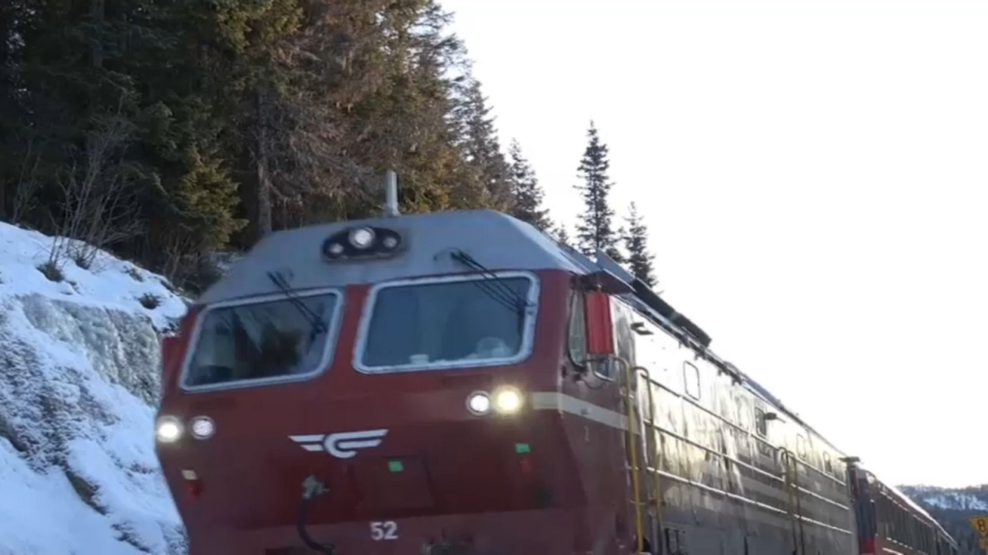 ‘Unprecedented’ number of reindeer killed by trains in Norway | Euronews