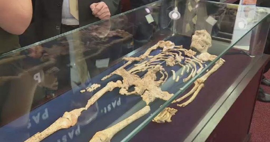 The skeleton of 'Little Foot'' reconstituted by researchers in South ...
