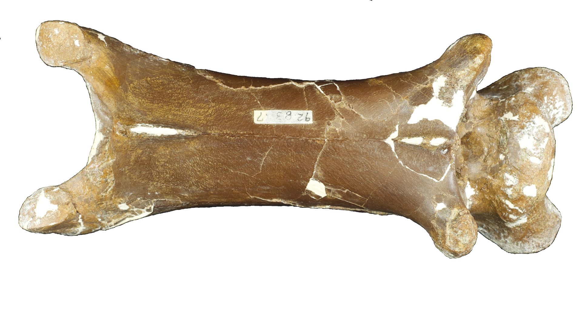 Millions of years ago, this 'frozen dragon' flying reptile as big as a ...