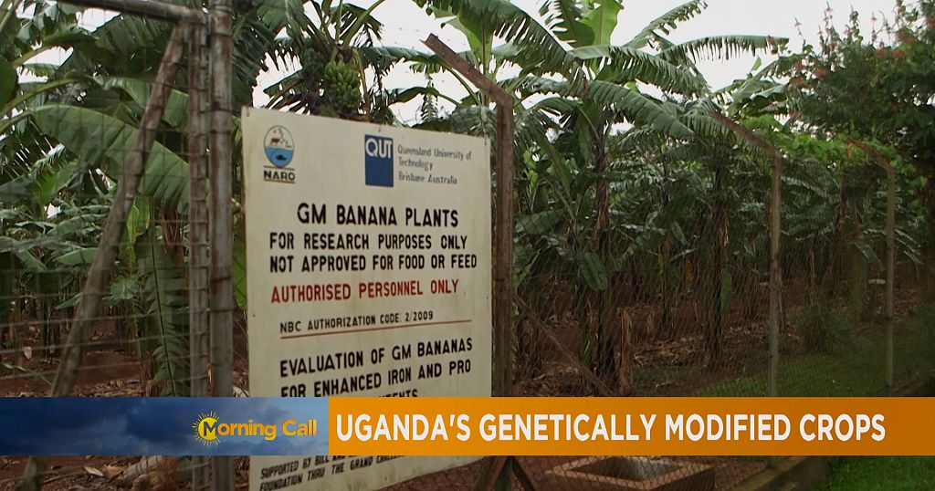 Ouganda : Quel avenir pour les OGM ? [Grand Angle] | Africanews