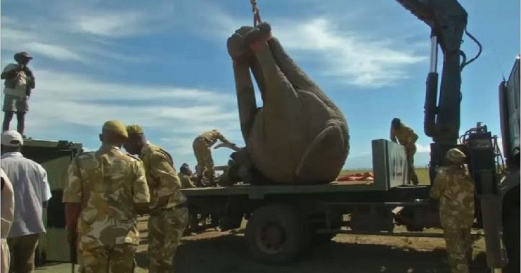 Kenya hopes to end human-wildlife conflicts by relocating 30 elephants ...