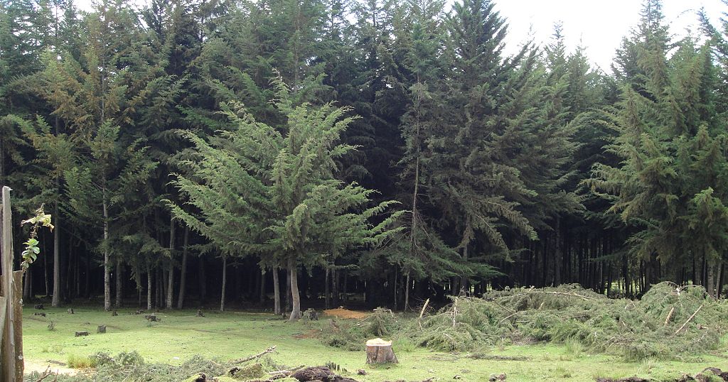 Kenya imposes ban on logging for 90 days | Africanews