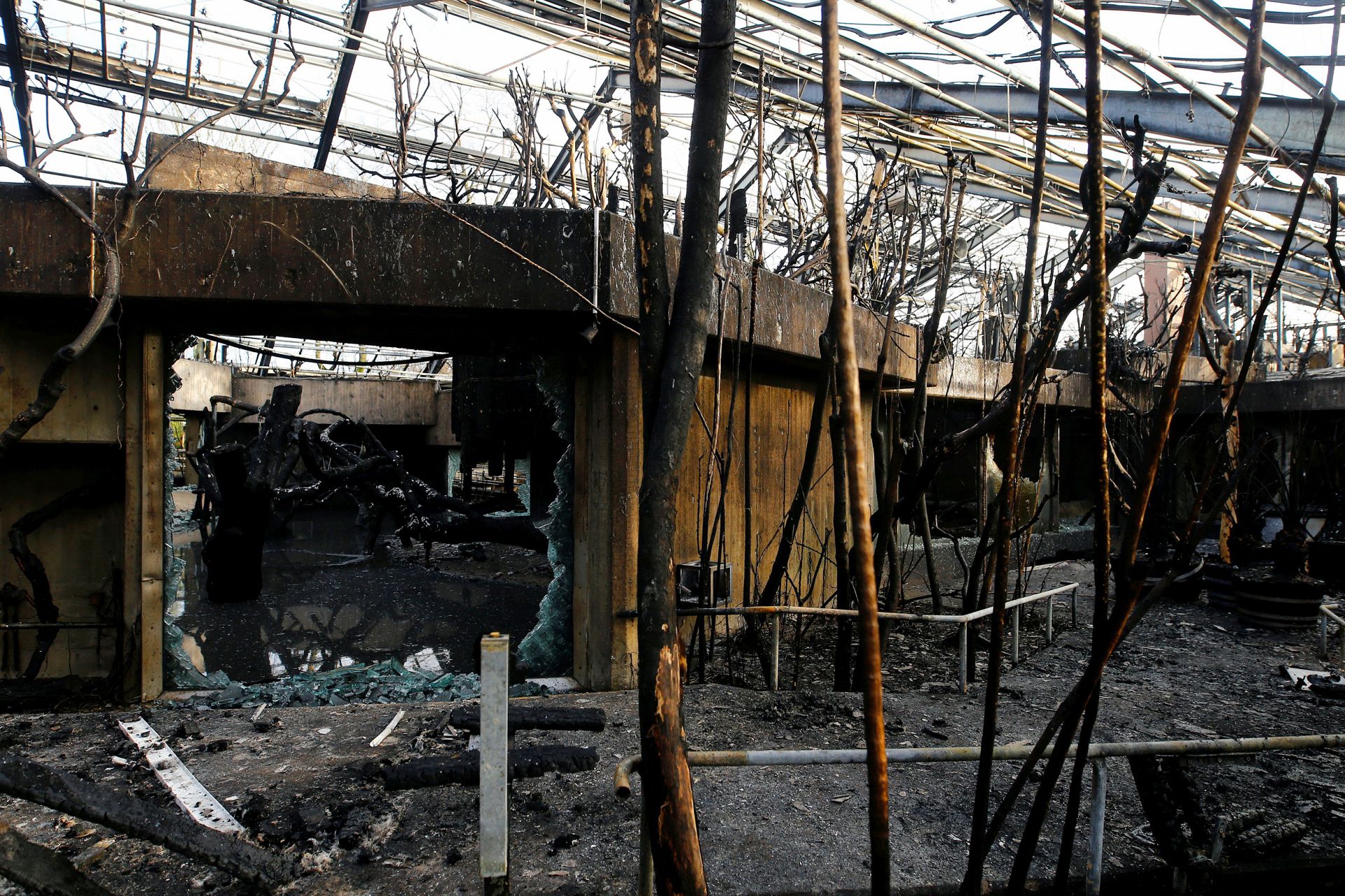 German zoo fire kills over 30 animals including apes, monkeys and bats ...