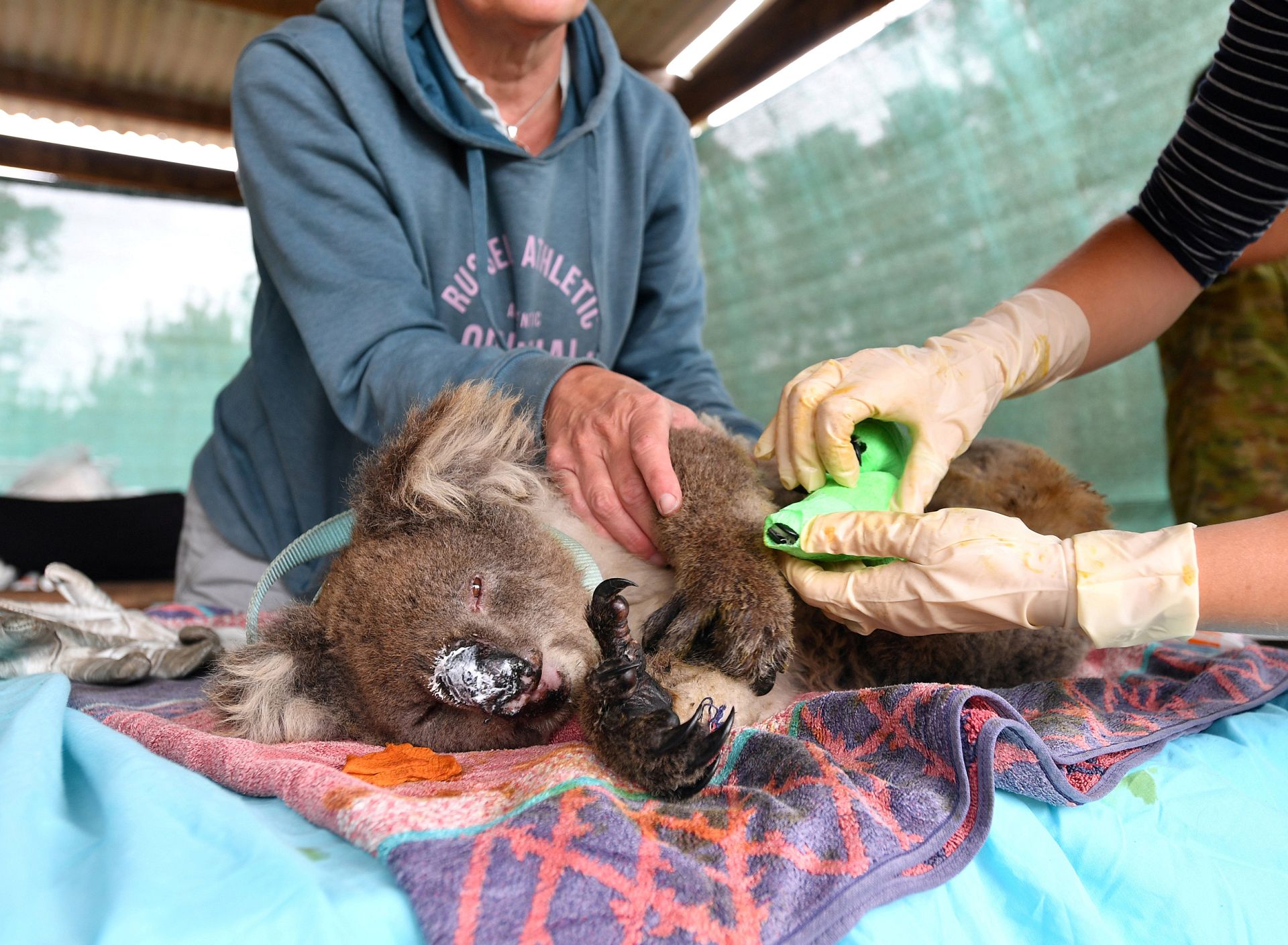 Video shows koalas, other animals hurt in Australia's fires getting ...