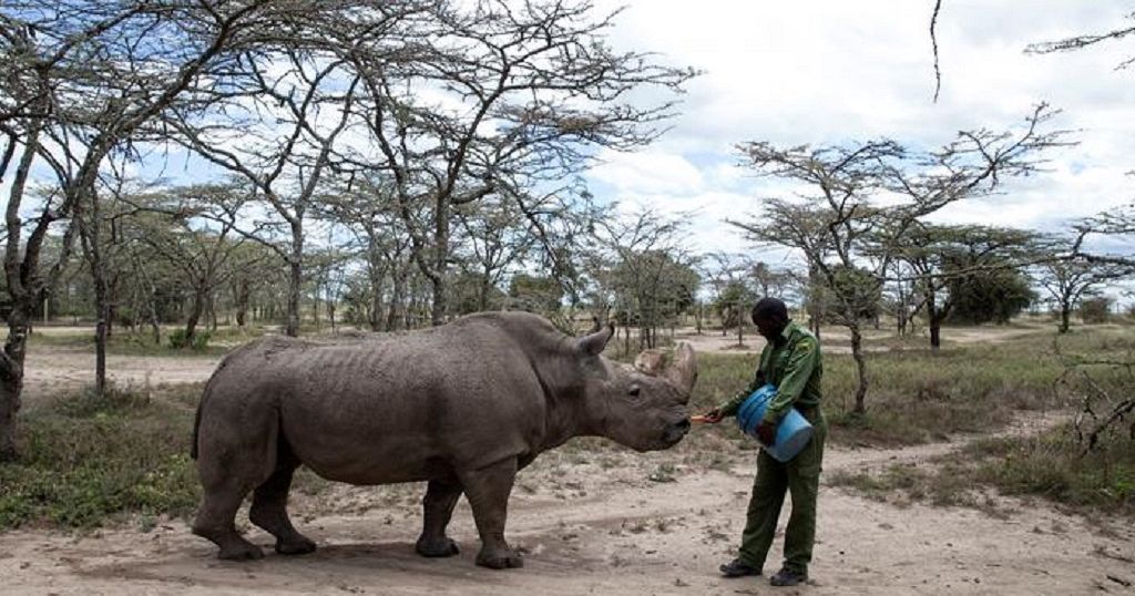 World's last male northern white rhino, Sudan, dies in Kenyan ...
