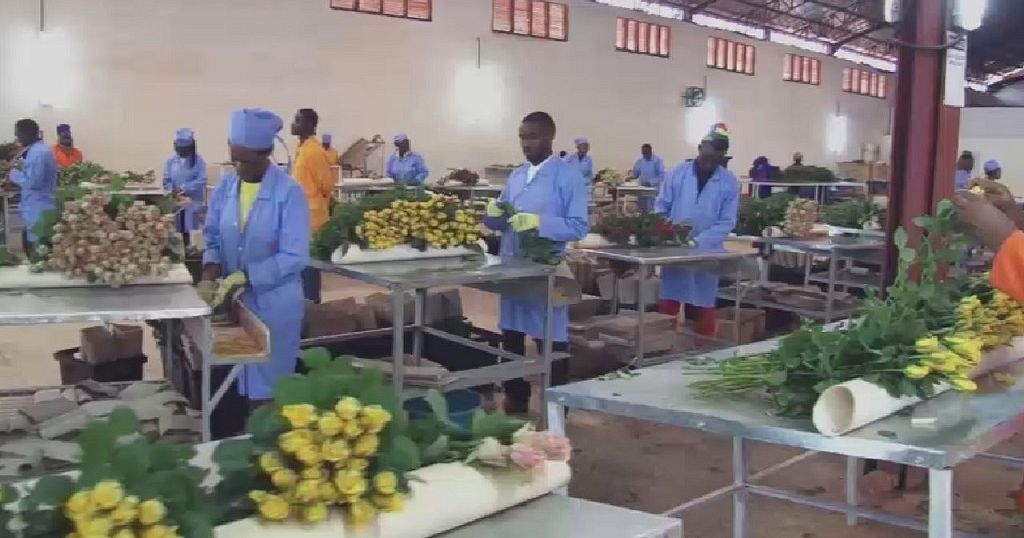 Rwanda : développer la production de fleurs | Africanews