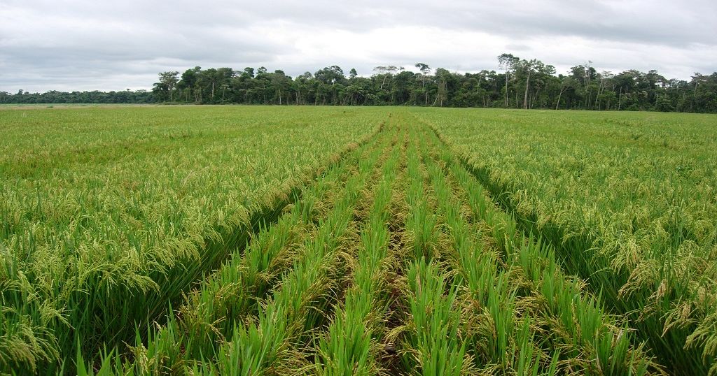 Le Sénégal atteint une production de plus d'un million de tonnes de riz ...