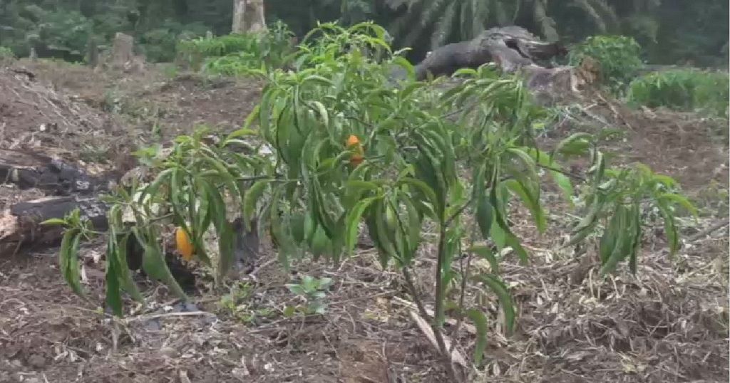 Gabon's sacred plant 'Iboga' under threat of extinction | Africanews