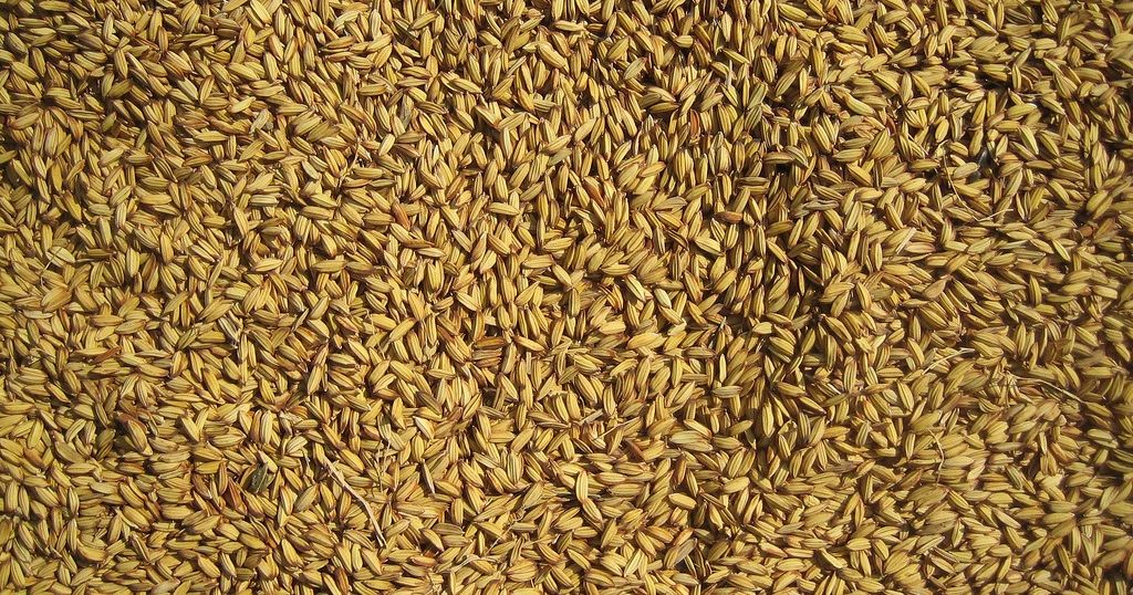 Nigeria to shut down border with neighboring country over poisonous ...