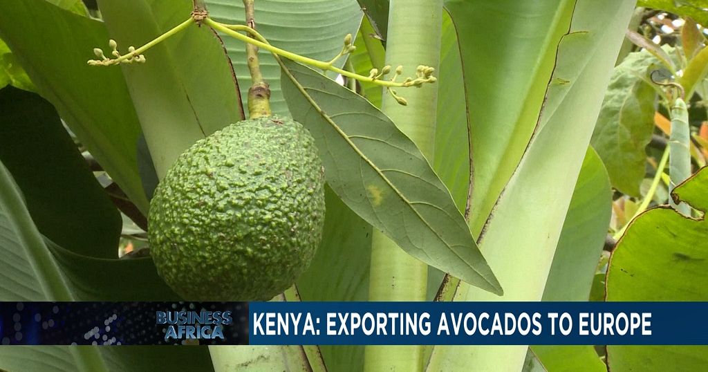 Kenya relies on avocado exports | Africanews