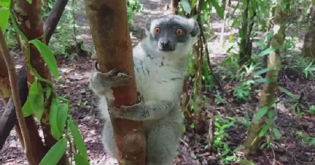 Video: Poaching, deforestation wiping out Madagascar's forests | Africanews
