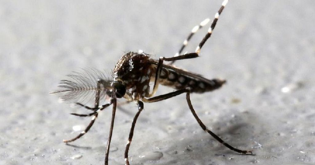 Congo Pointe Noire moves to combat mosquito borne chikungunya fever ...