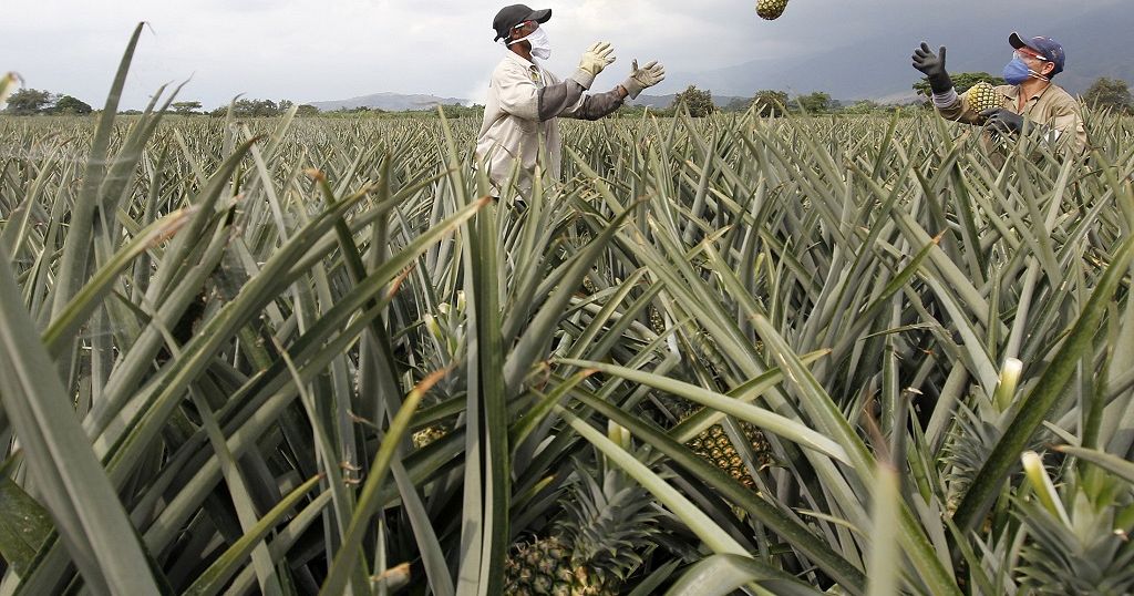 Au Cameroun, des producteurs d'ananas aux abois | Africanews