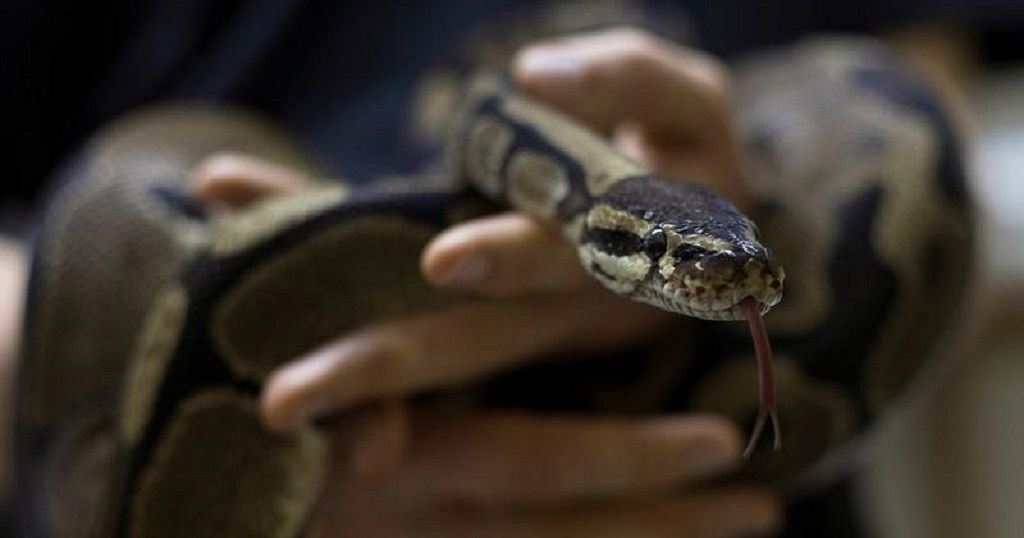 Nigerian clerk charged over $100,000 state funds 'eaten' by snake ...