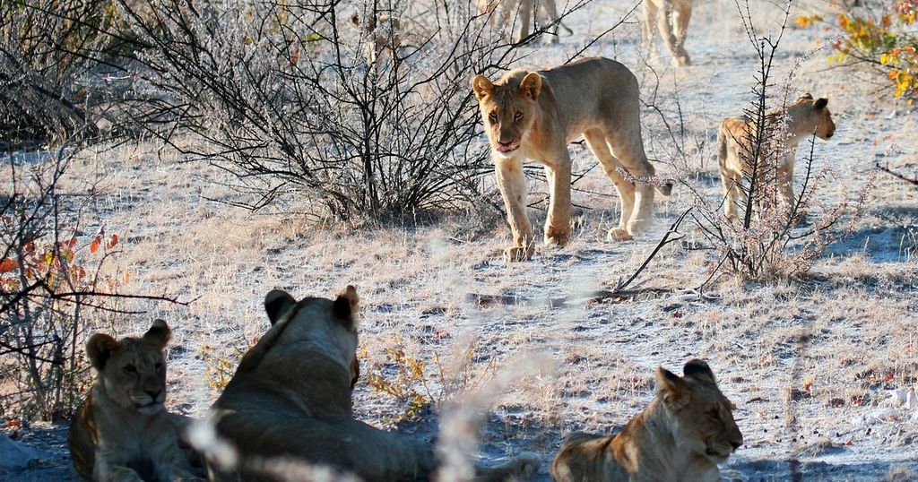 14 escapee lions in South Africa return to their habitat | Africanews