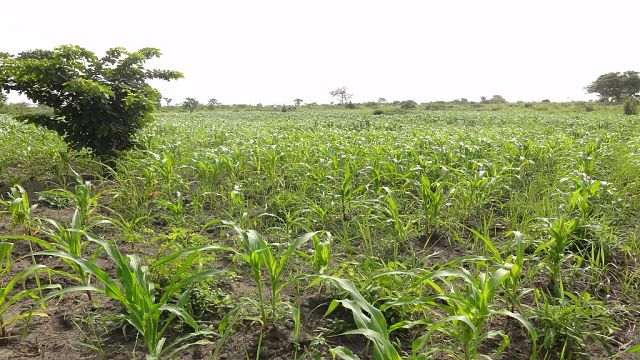 Économie : au Togo, l'agriculture porte la croissance plus haut que ...
