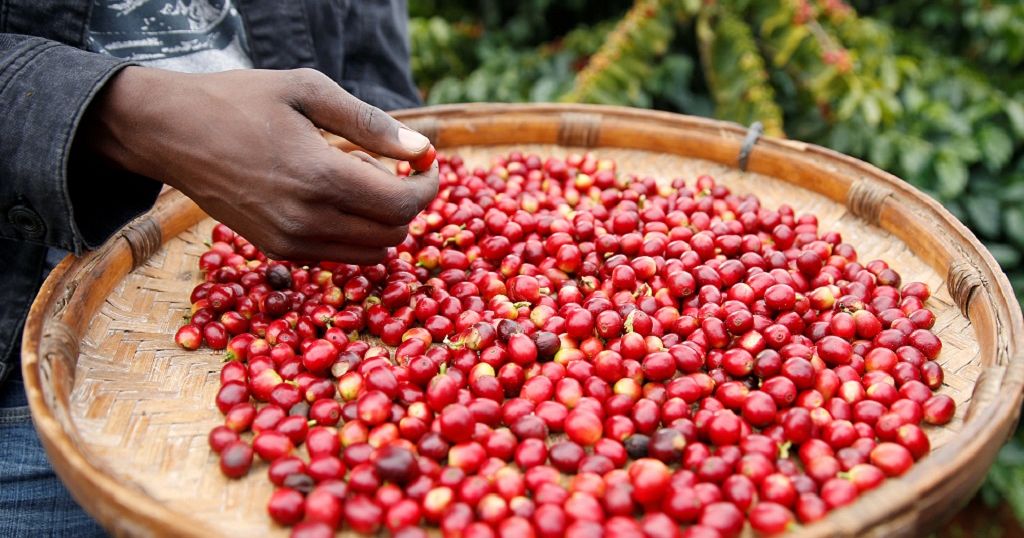 Zimbabwe coffee back on top | Africanews