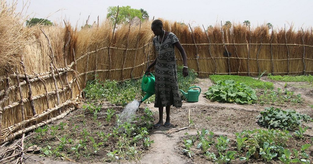 South Sudanese return to agriculture after years of war destroyed their ...