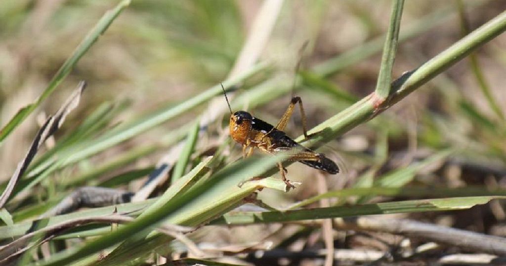 Insect concerns: Ethiopia battles locusts, Malawi fights tsetse flies ...