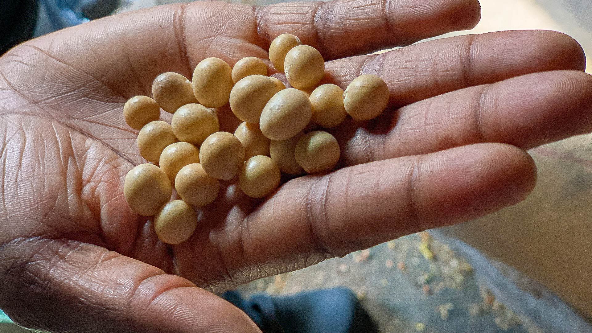 Podcast | Cooking with Bambara Groundnut - an indigenous, African ...