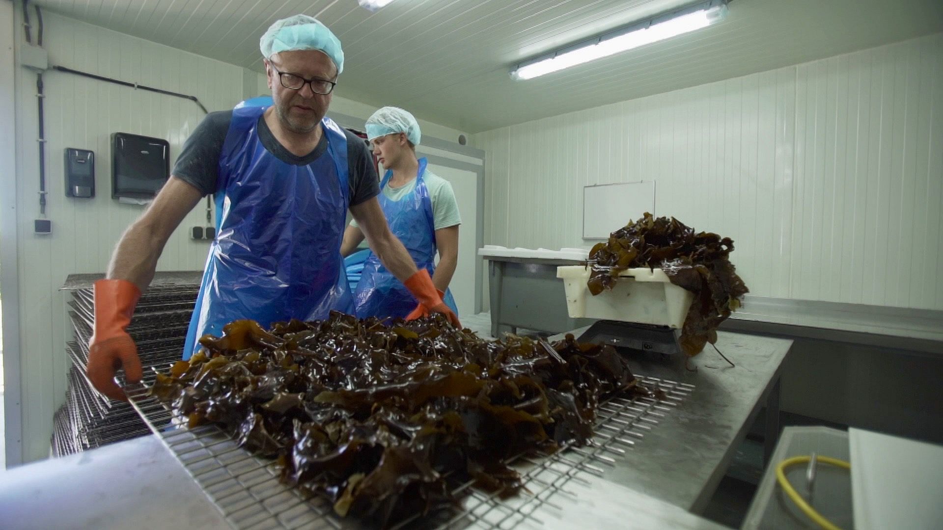Seaweed farming: a sustainable opportunity for Europe | Euronews