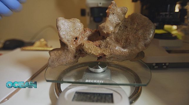 The ocean, a source of treatment for some of the world's worst diseases ...