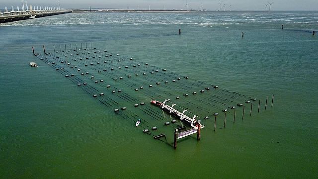 Seaweed farming: a sustainable opportunity for Europe | Euronews