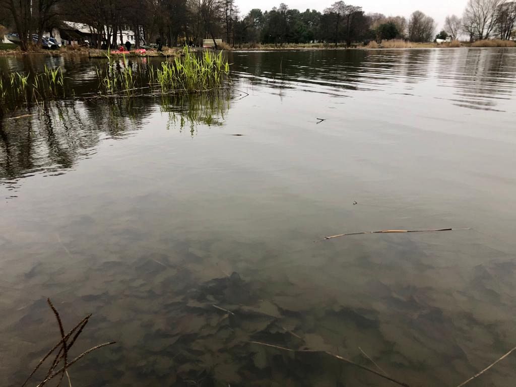 Floating wetlands help combat nutrient pollution in Baltic lagoons ...
