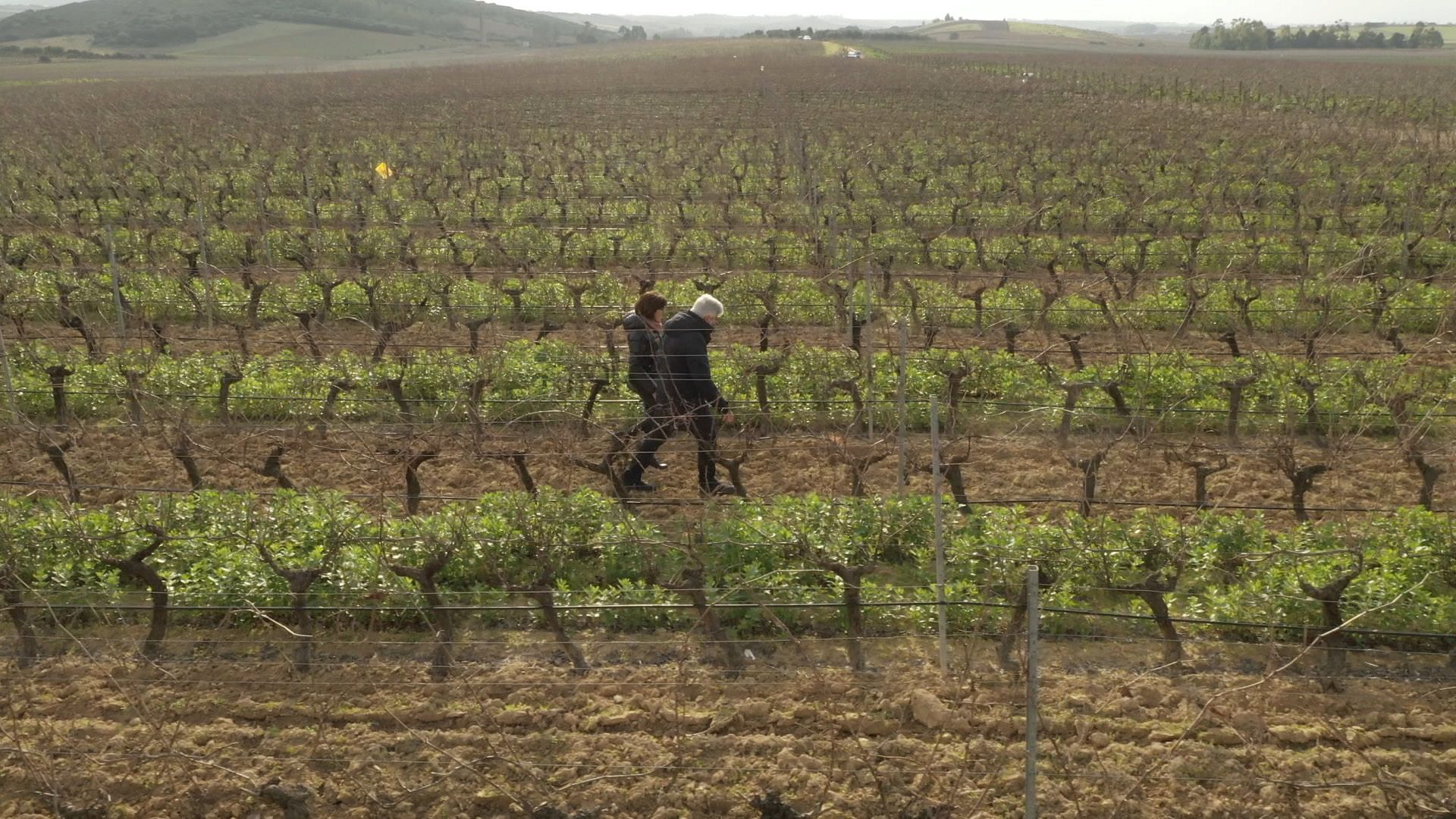 European project BestMedGrape is helping winegrowers transform grape ...