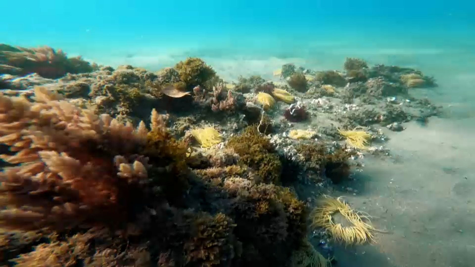 La importancia de la 'ortiguilla de mar' en el ecosistema marino | Euronews