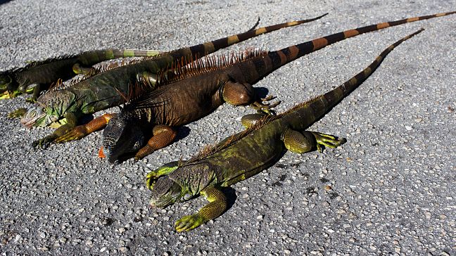 Florida residents share images of frozen iguanas after cold snap | Euronews
