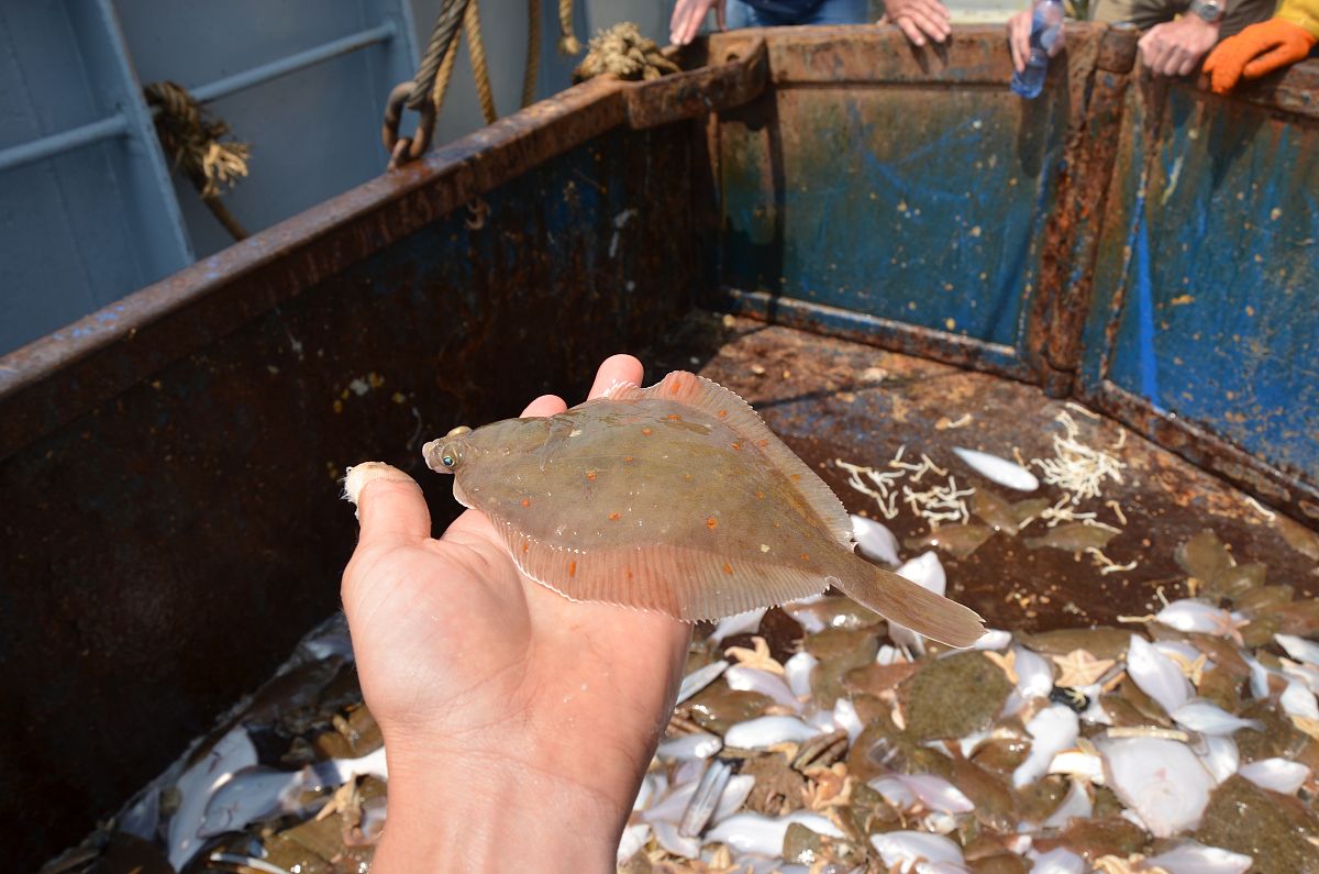 EU Parliament to vote on future of controversial ‘electric pulse ...