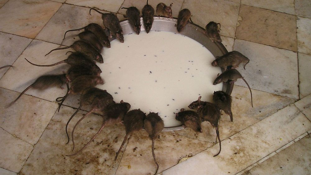 Meet the snipers deployed to solve Tehran's rat problem | Euronews