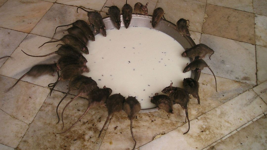 Meet the snipers deployed to solve Tehran's rat problem | Euronews