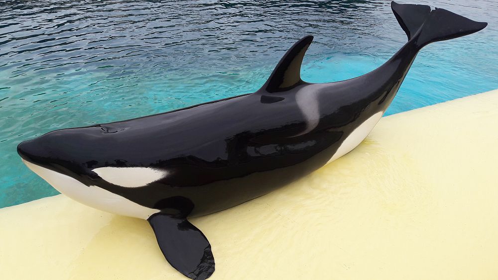 Ecco Wikie, l'orca che saluta con un "Hello" | Euronews
