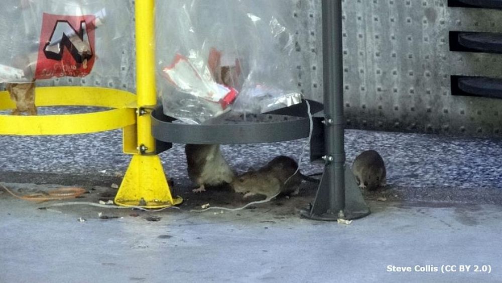 Security measures helping rat population explosion, warns expert | Euronews