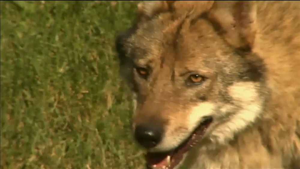 Волки и овцы | Euronews