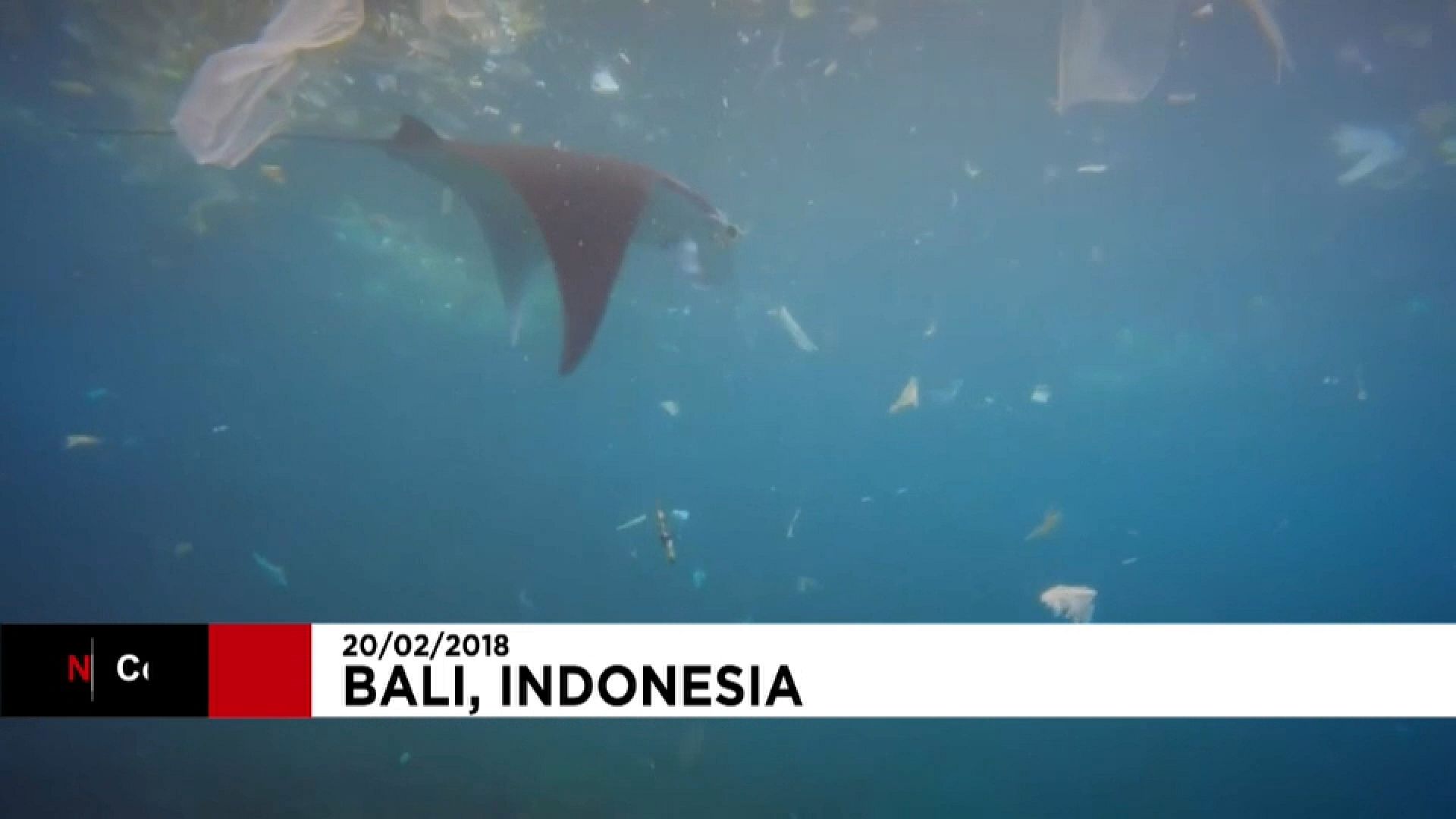 Video. Manta Ray filmed swimming throug rubbish off Bali | Euronews