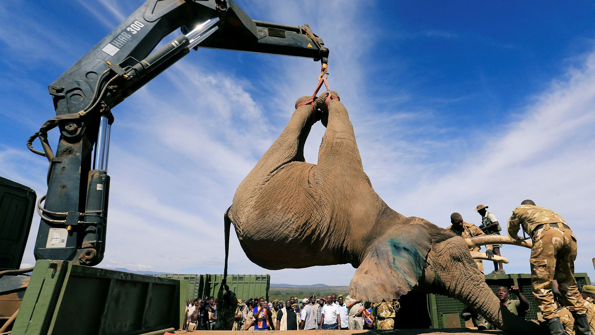 Elephants tranquilised and 'relocated' after destroying crops | Euronews