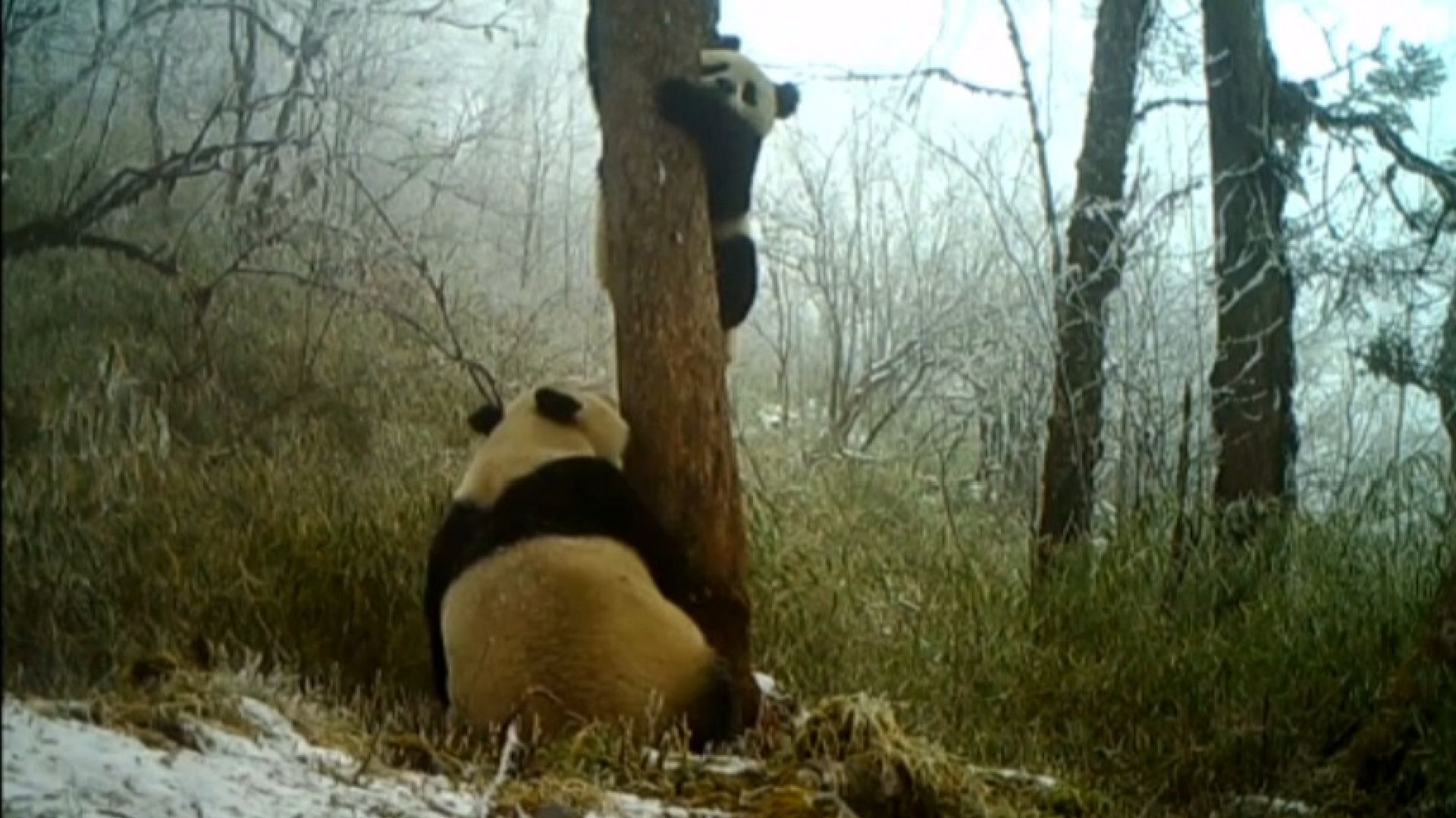 Giant pandas spotted in Chinese nature reserve | Euronews