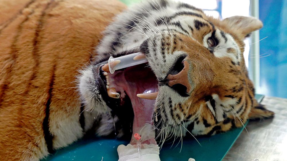 VIDEO : Hungary: Siberian tiger receives stem-cell surgery for joint ...