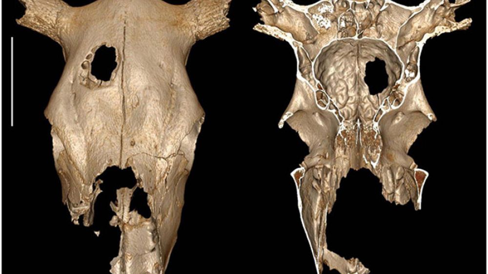 Prehistoric humans may have practiced brain surgery on animals | Euronews