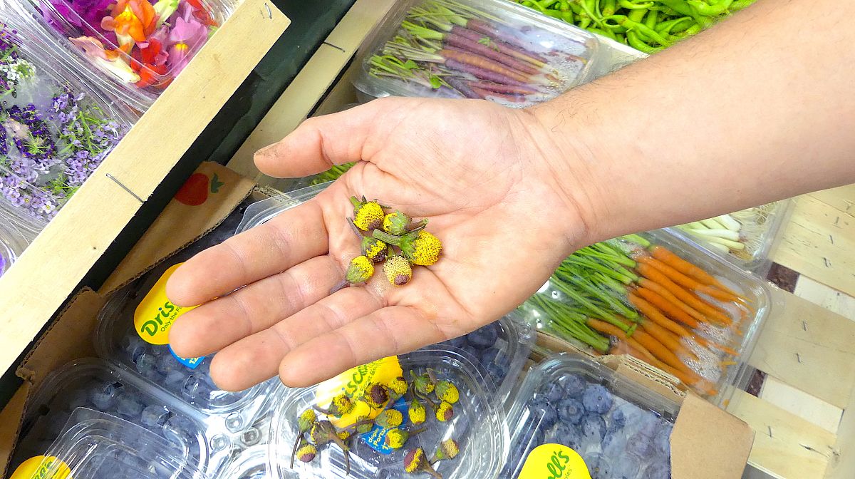 These electrifying, edible flowers have chefs buzzing | Euronews
