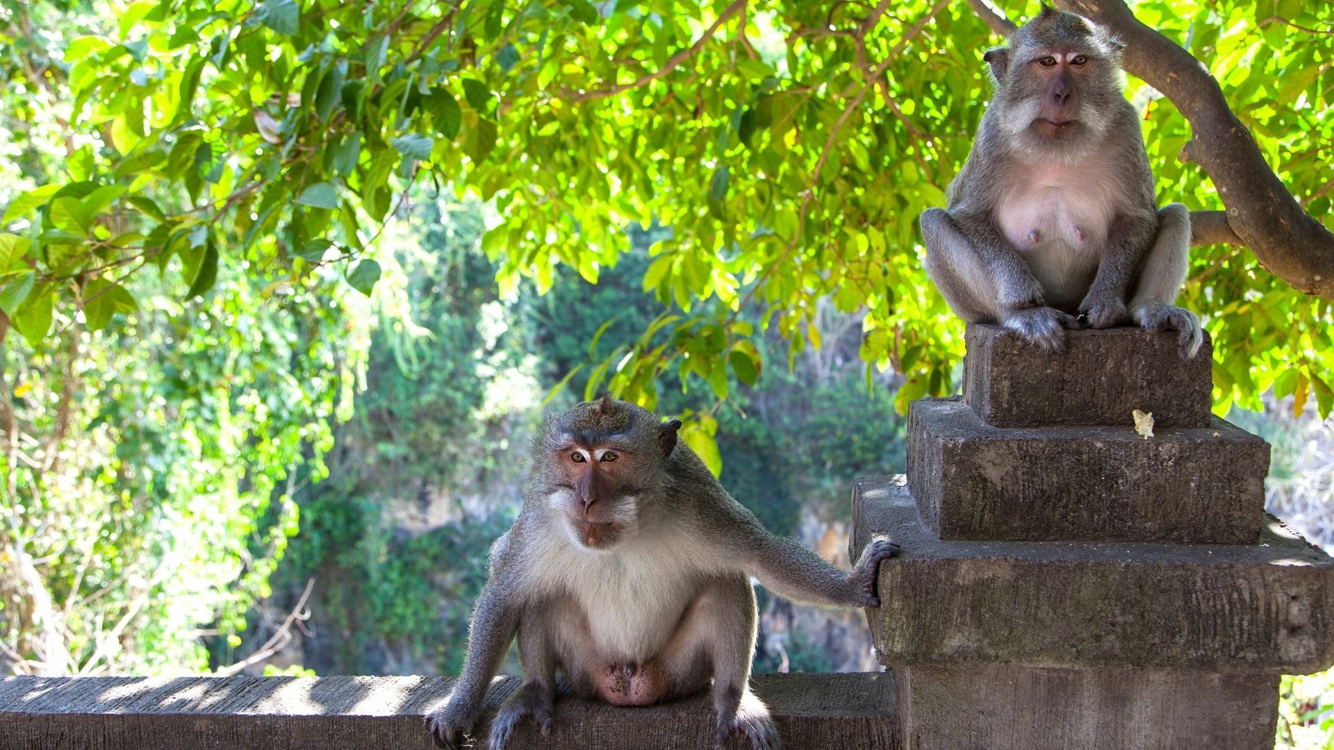 Bali: What to do and where to stay in the Ubud jungle district | Euronews