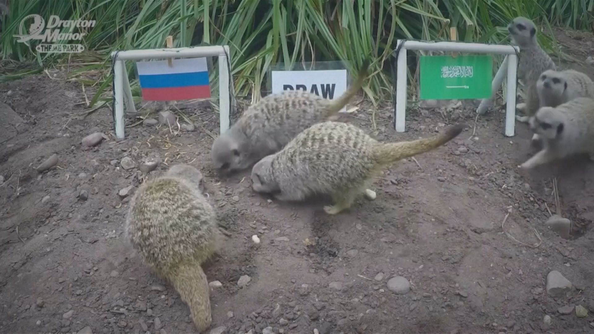VIDEO : Meerkats predict Russia win in World Cup opener | Euronews