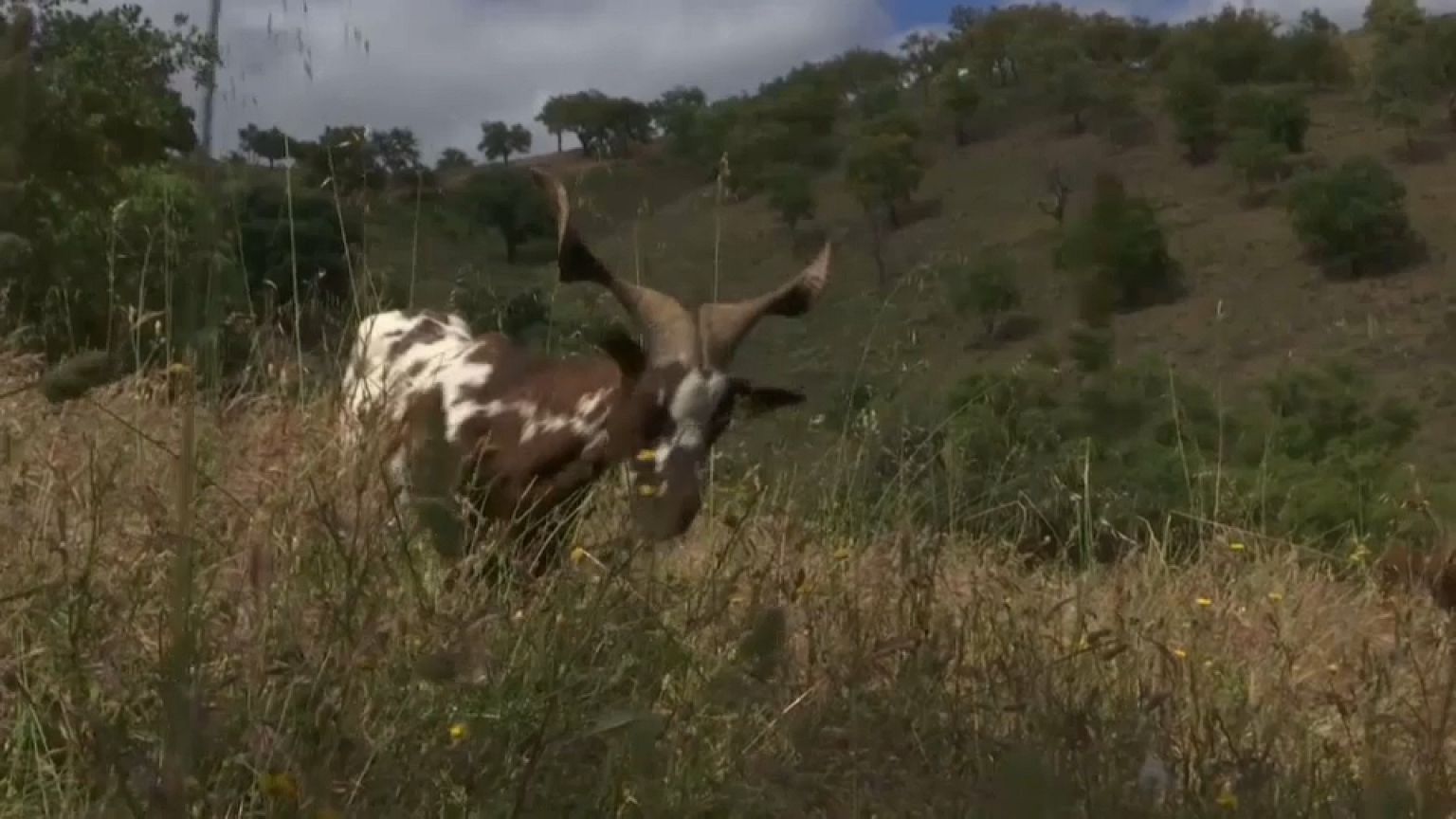Fighting fire with ... goats | Euronews