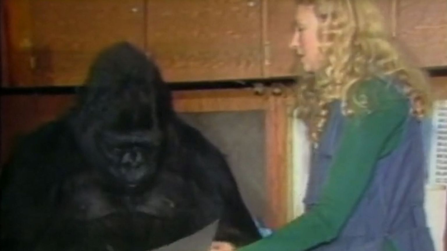 Koko, the gorilla who became famous for her sign language skills, has ...